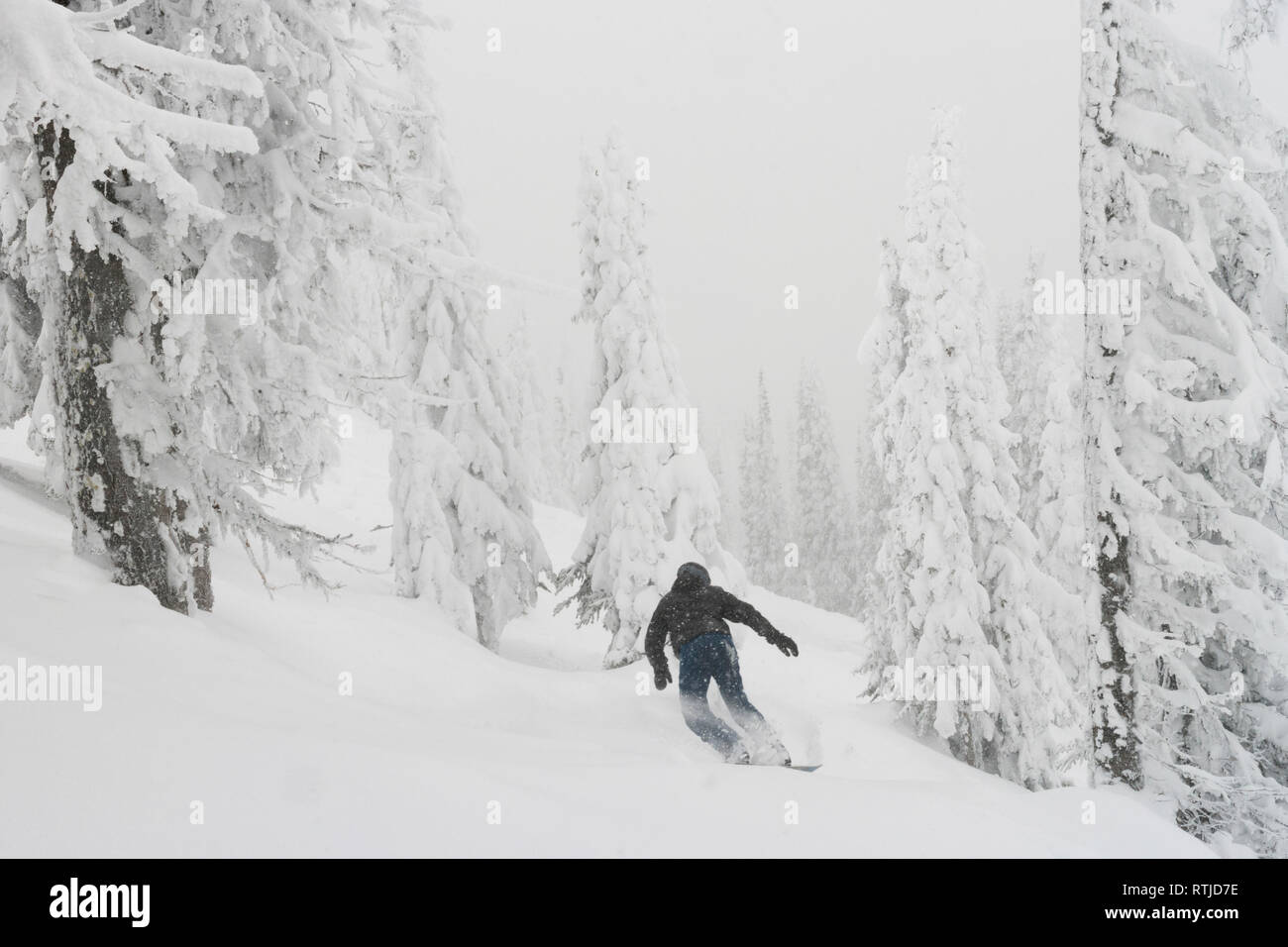Tourist snowboarding in Sun Peaks Resort, Sun Peaks, Kamloops, British ...