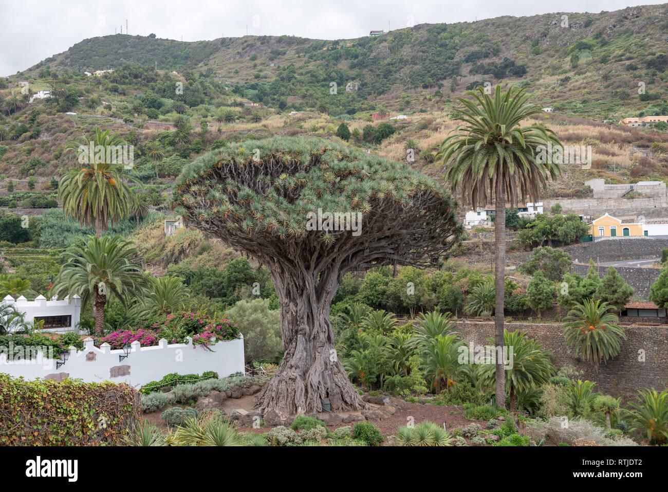 Ancient dragon tree in Icod de los Vinos that is famous plant symbol of ...