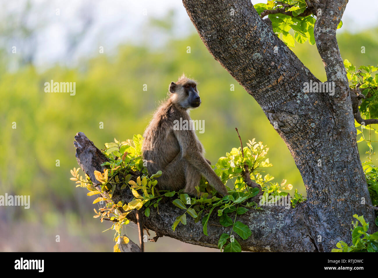 Olive baboon, Papio anubis, Anubis baboon, Tanzania, East Africa Stock ...
