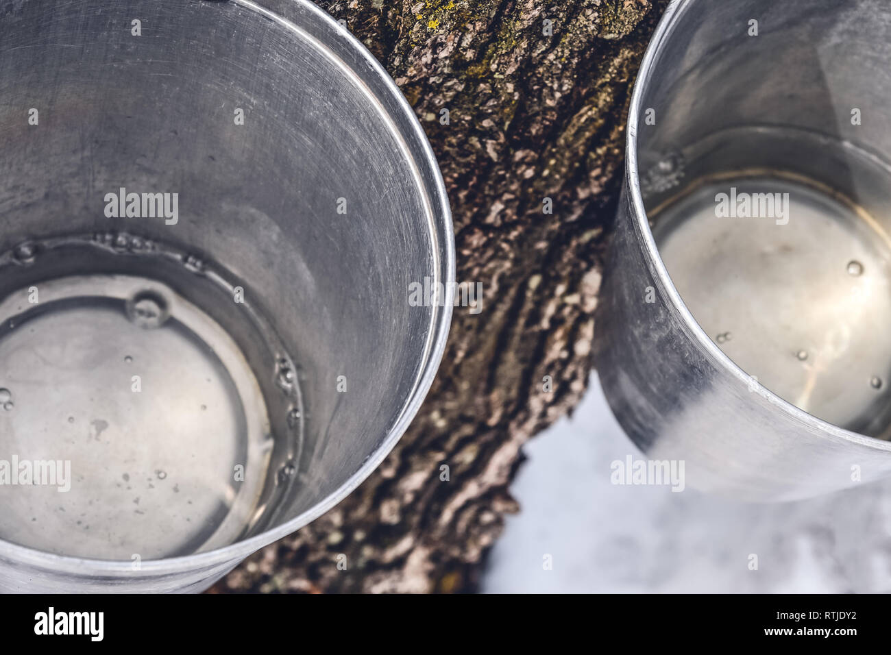 Maple syrup production. Buckets with maple sap collected from trees ...