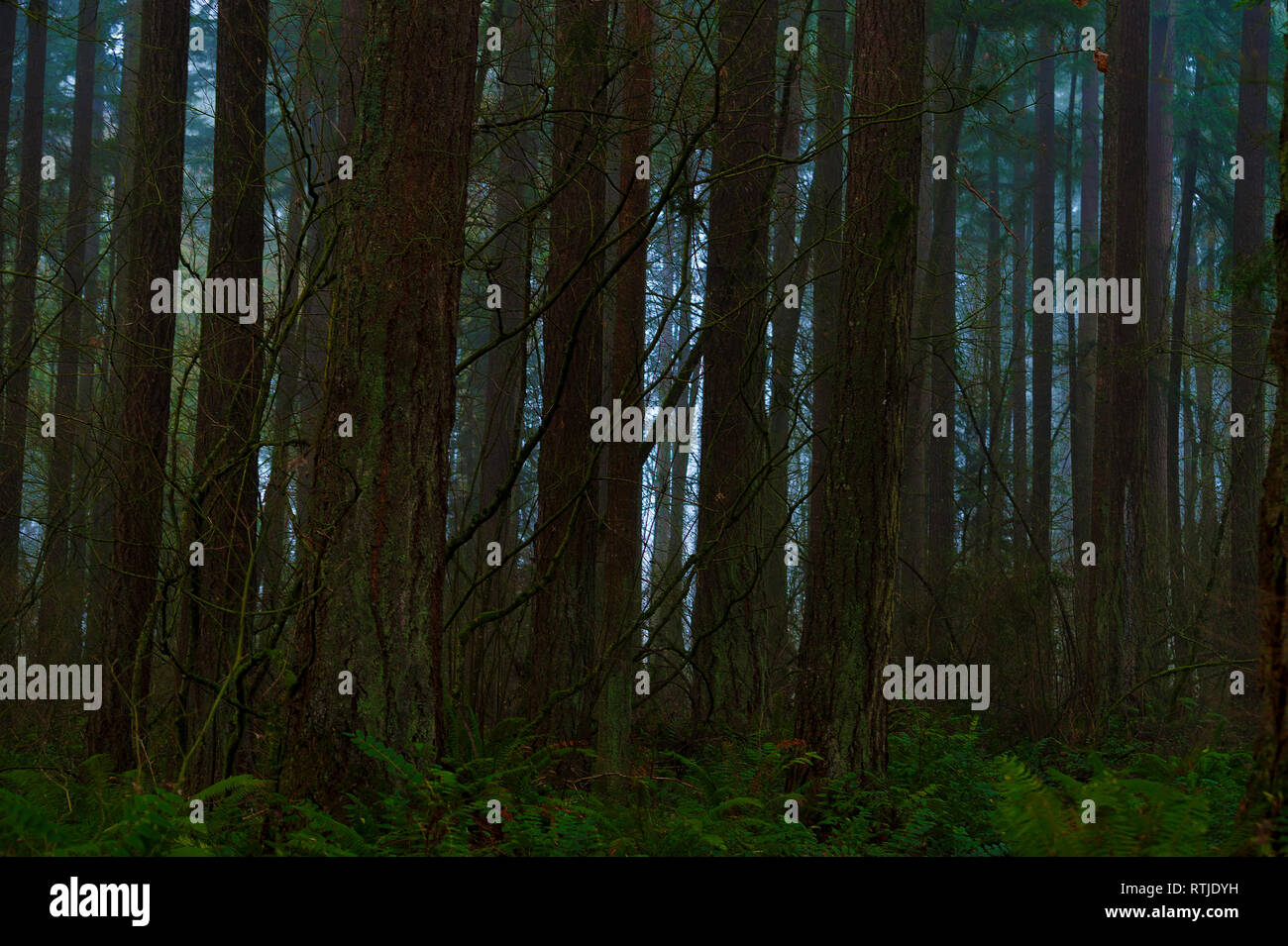 Tree adds hi-res stock photography and images - Alamy