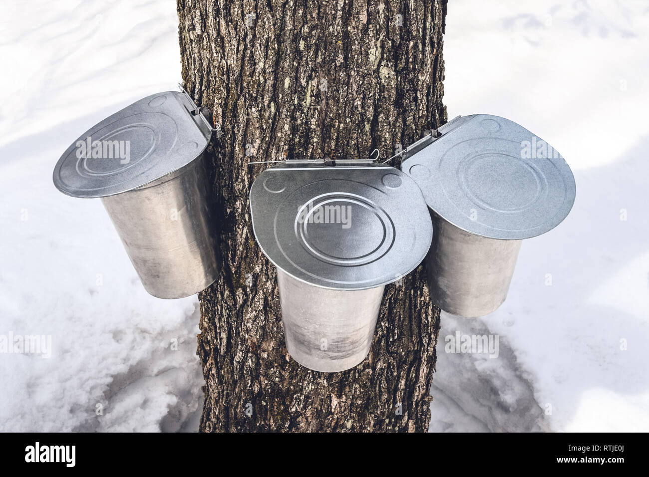 Three pails attached to a maple tree to collect sap. Maple syrup ...