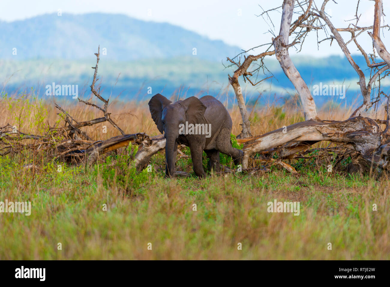 Safari africa african tanzanian wildlife animal hi-res stock ...