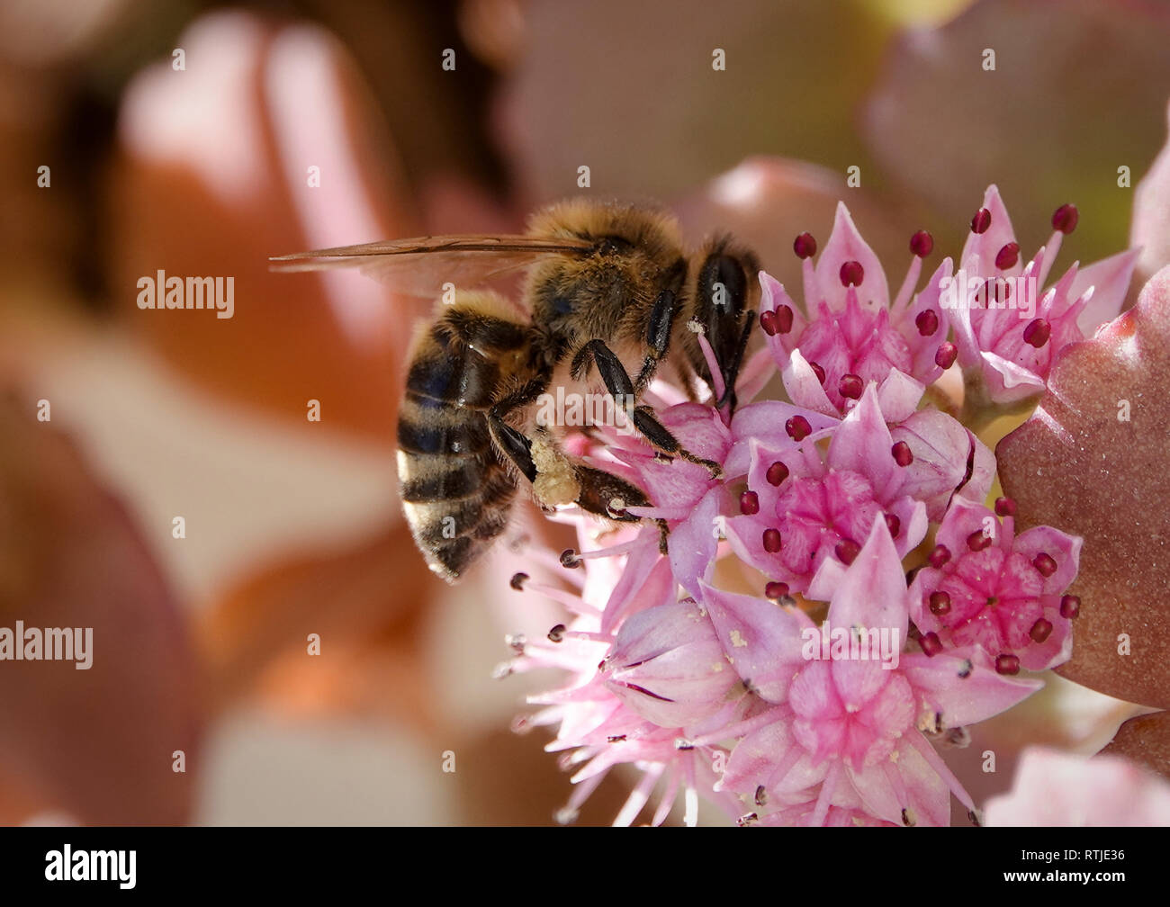 Drinking nectar with pink flower hi-res stock photography and images ...