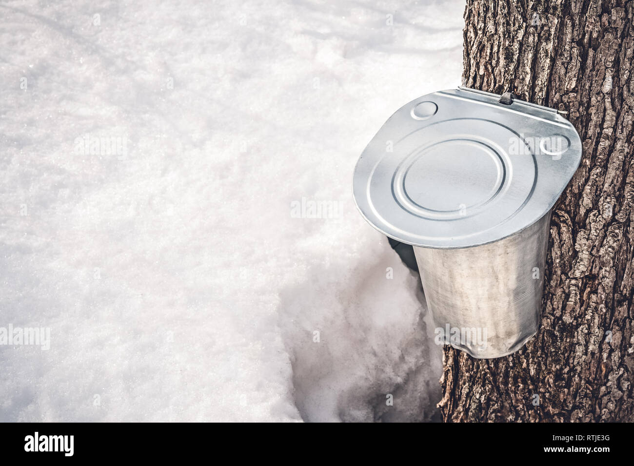 Metal pail attached to a tree to collect maple sap, with snow melting ...