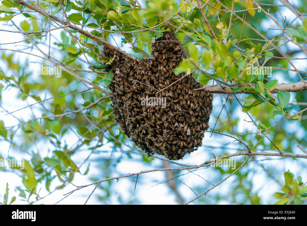 African bee hive hi-res stock photography and images - Alamy