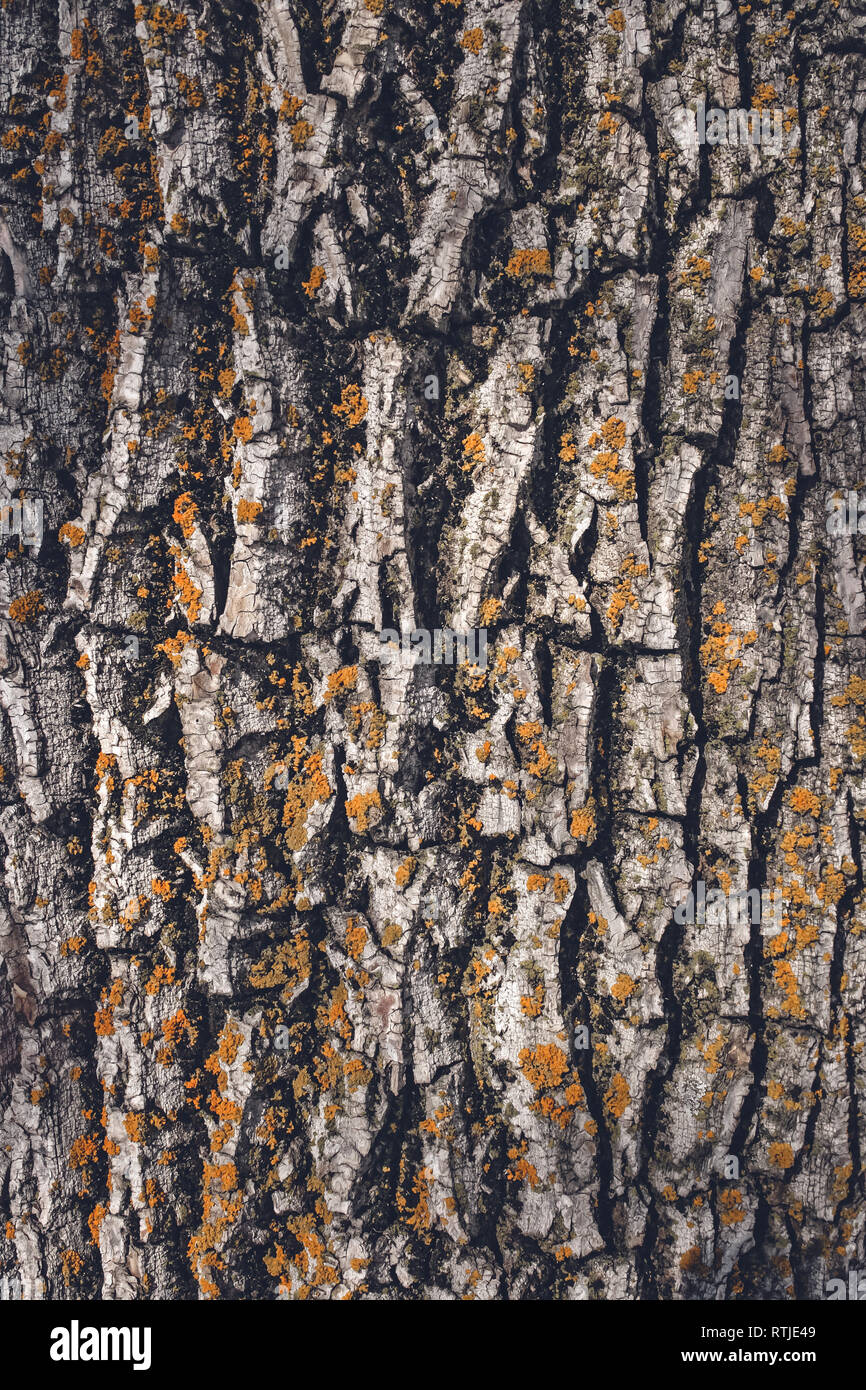 Mossy bark of an old tree. Wood texture Stock Photo - Alamy