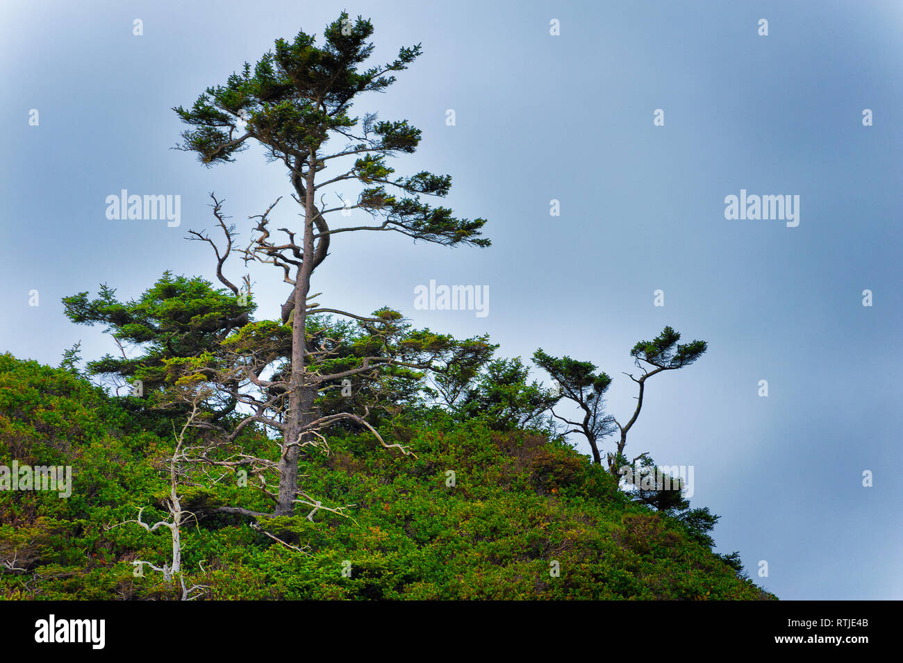Bonsai looking tree on top of a cliff in Newport, Oregon Stock Photo ...