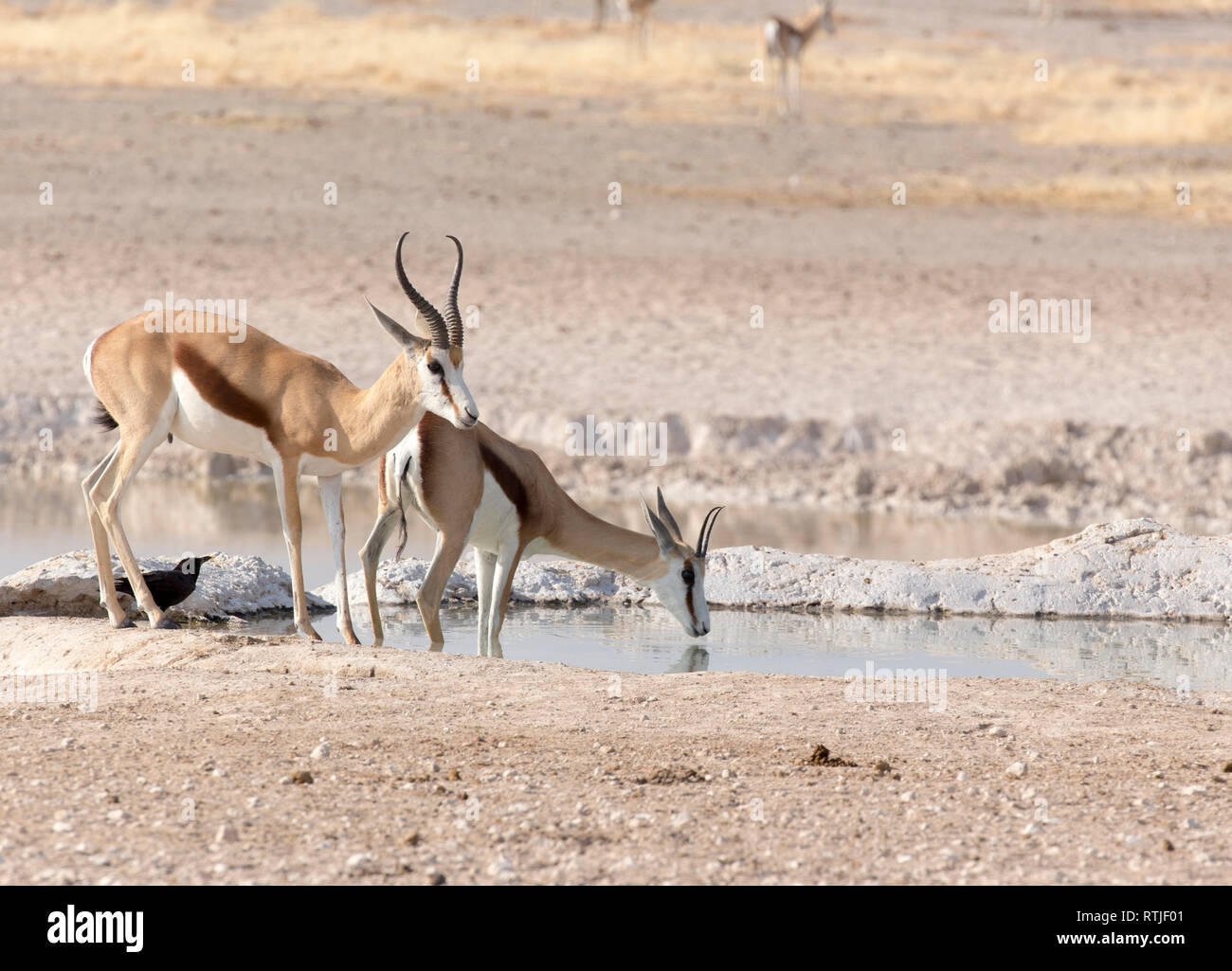 Two springboks in namibian savannah, Namibia Stock Photo - Alamy