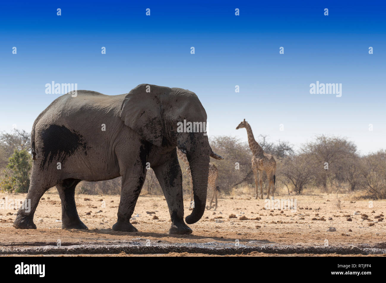 Huge african elephant in namibia savannah Stock Photo - Alamy