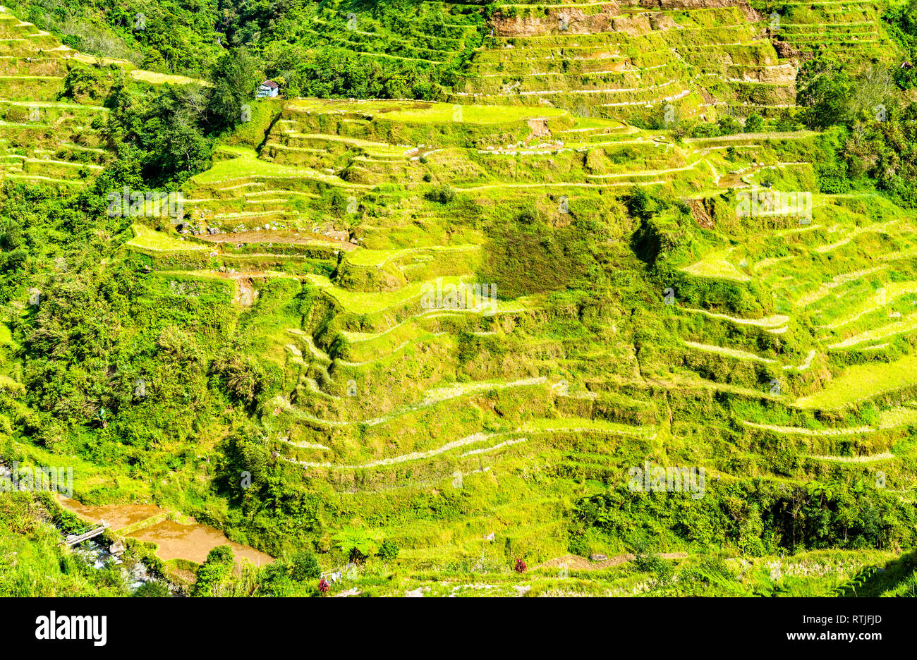 Rice Terraces of Banaue - UNESCO world heritage in Ifugao, the ...