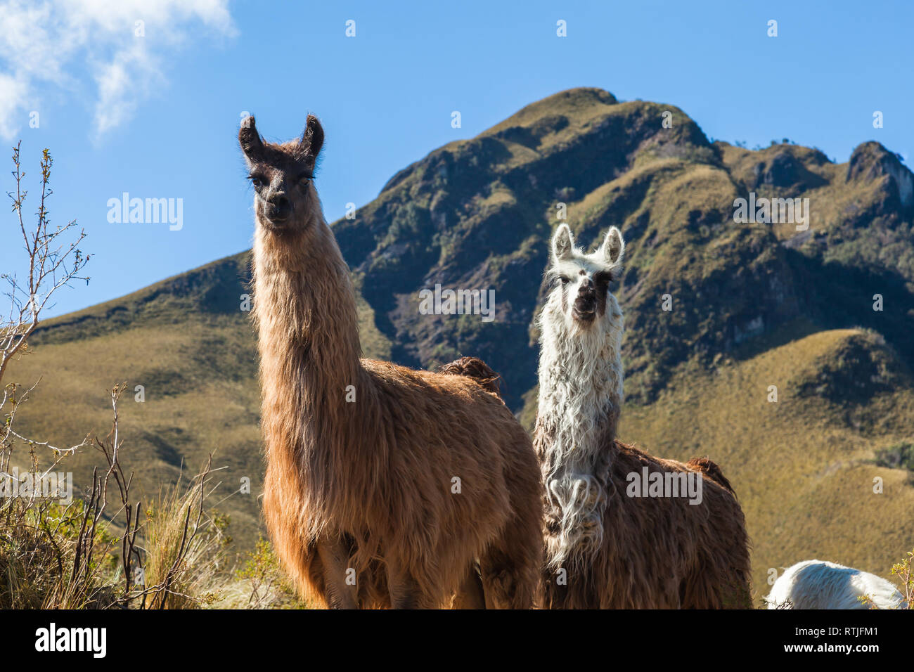 A group of llamas in their corral in the middle of the mountain ...