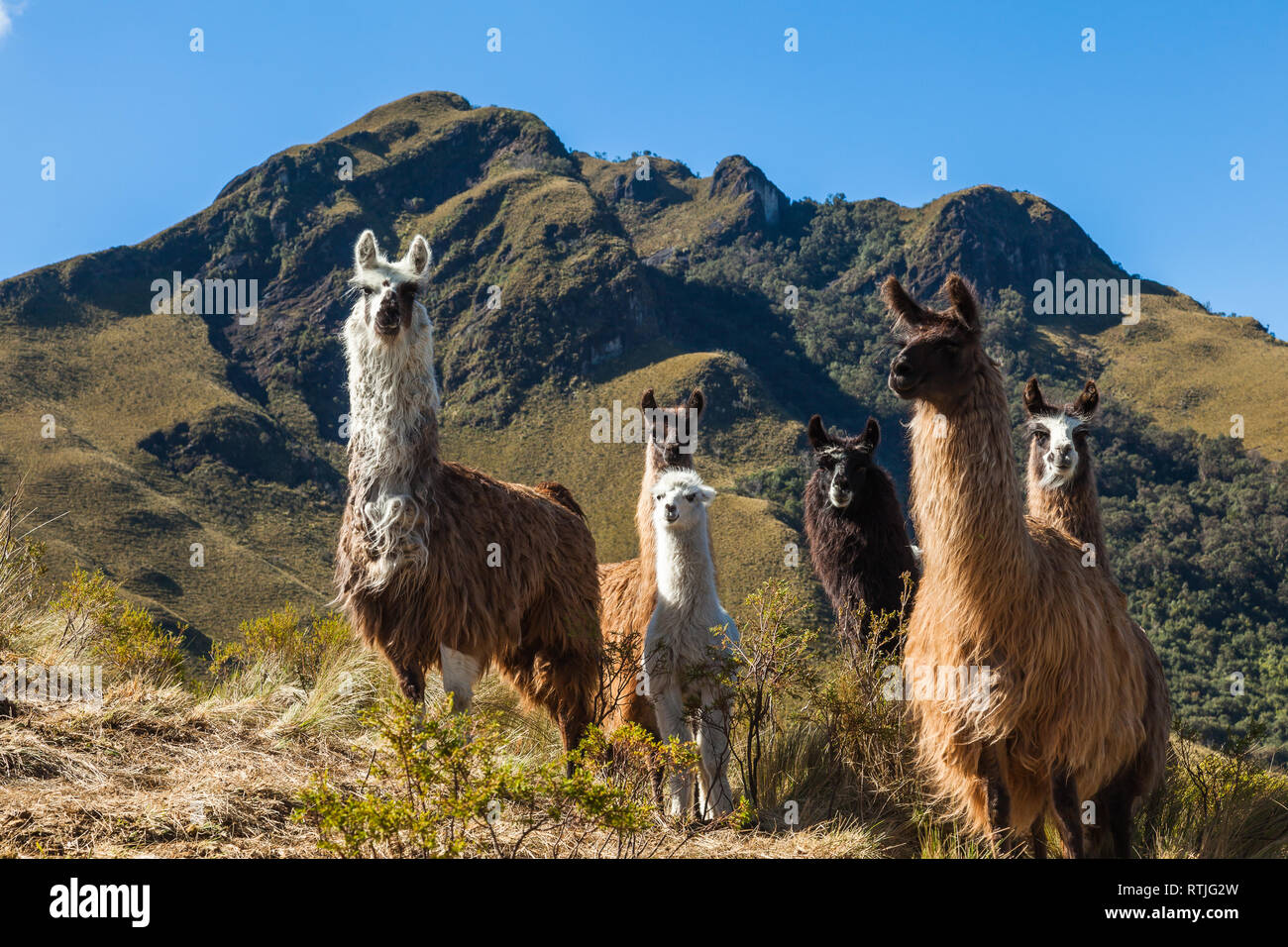 A group of llamas in their corral in the middle of the mountain ...