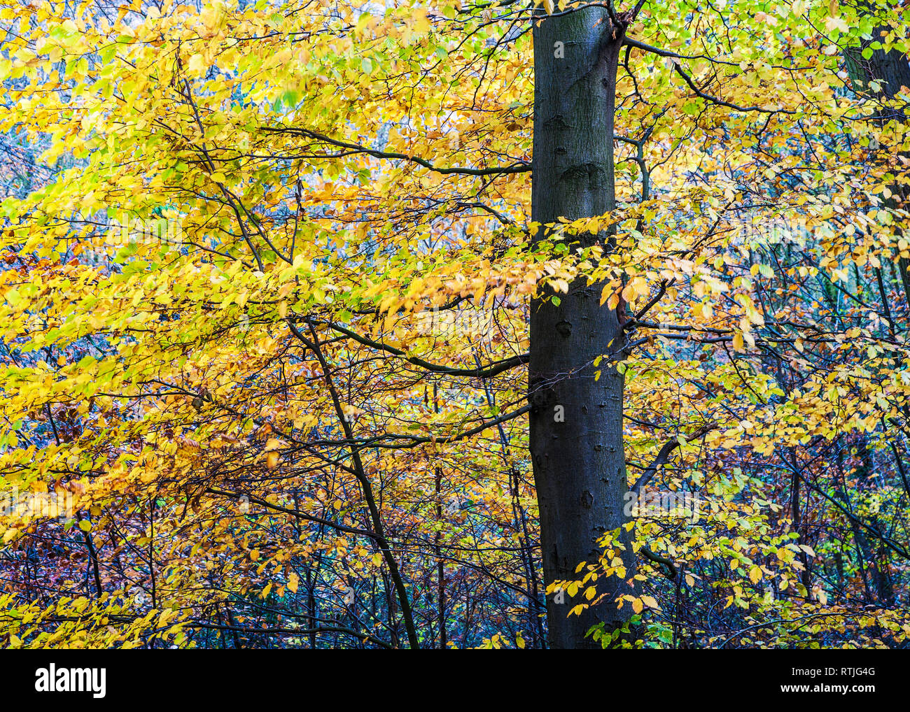 Autumn in Buckholt Wood in the Cotswolds, Gloucestershire Stock Photo ...
