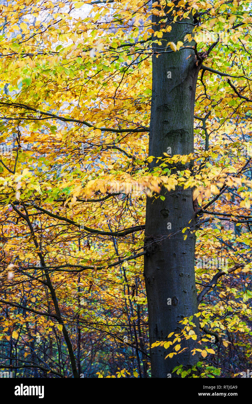Autumn in Buckholt Wood in the Cotswolds, Gloucestershire Stock Photo ...
