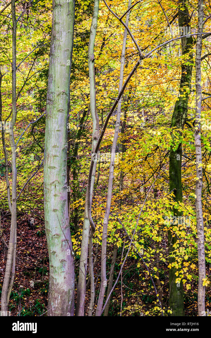 Autumn in Buckholt Wood in the Cotswolds, Gloucestershire Stock Photo ...