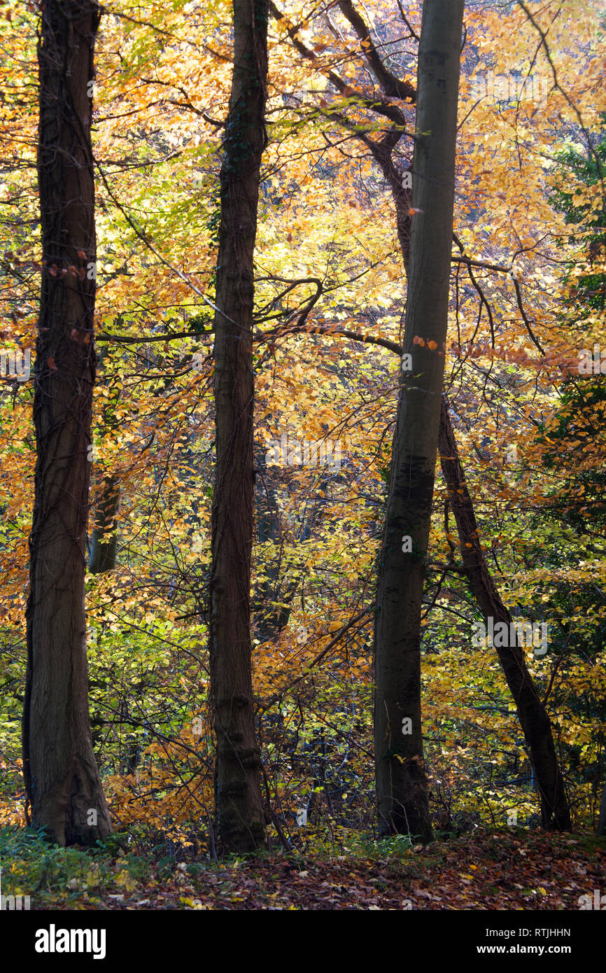 Autumn in Buckholt Wood in the Cotswolds, Gloucestershire Stock Photo ...