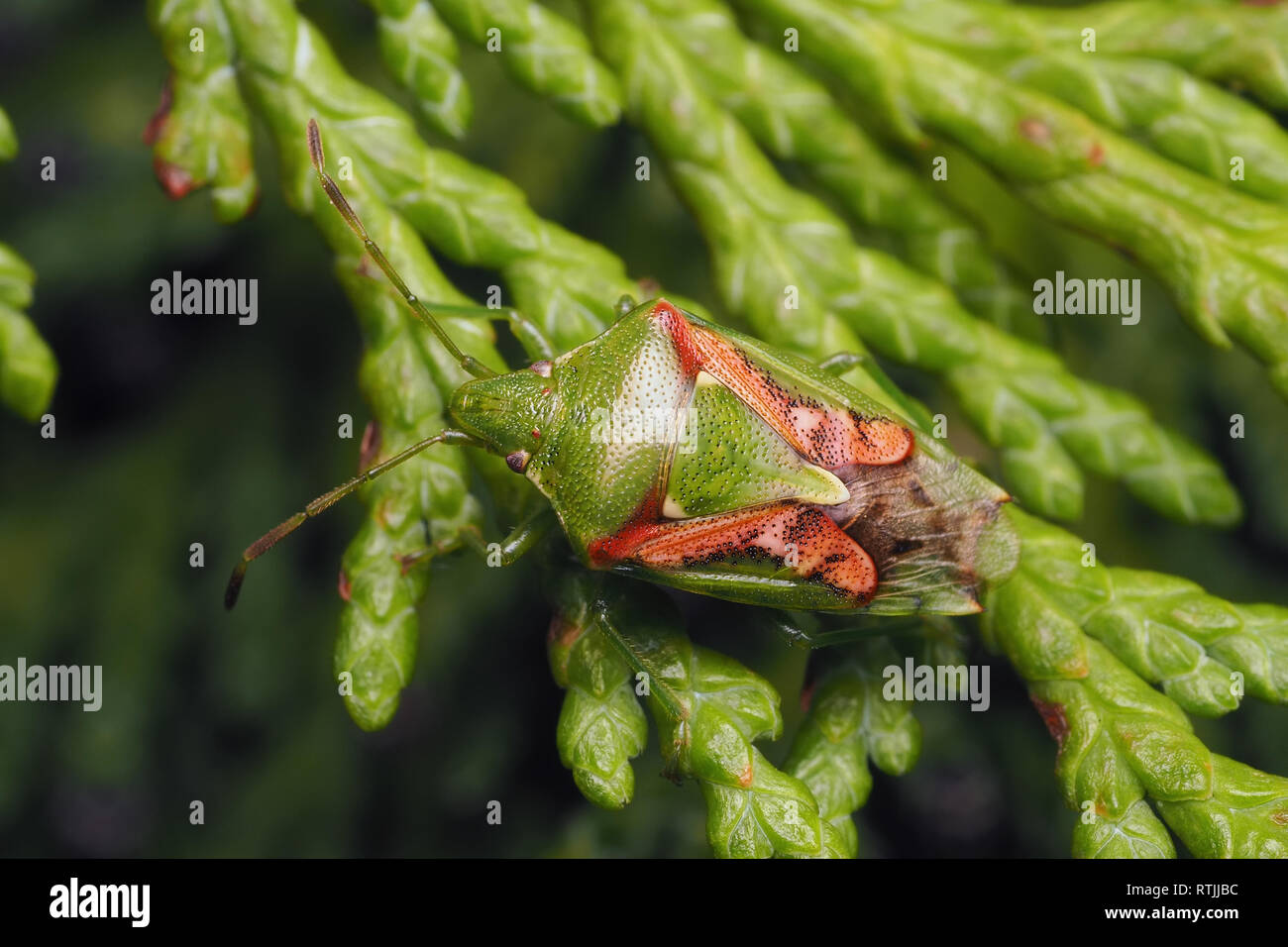 Juniper Shieldbug (Cyphostethus tristriatus) resting on Lawson's ...