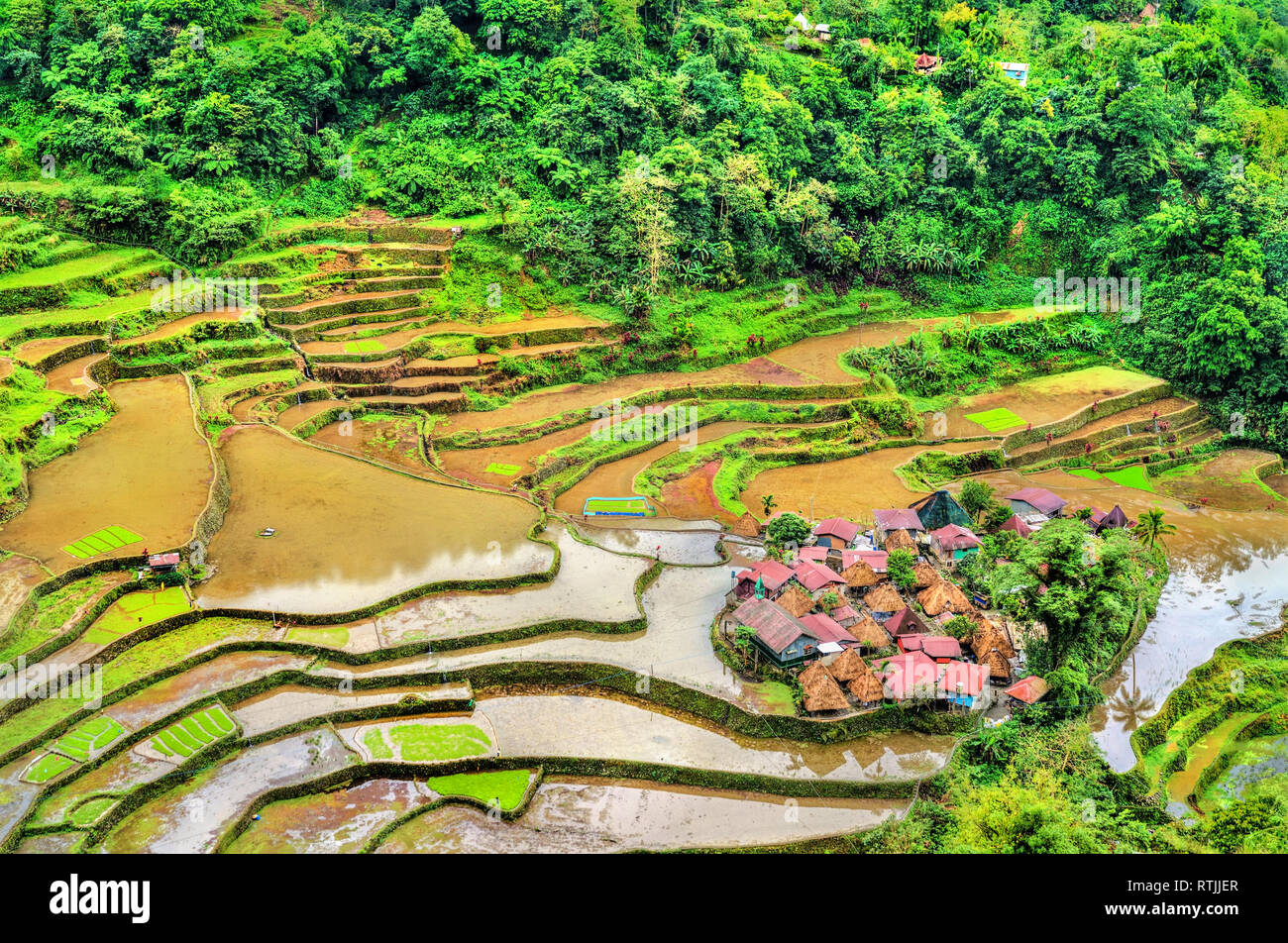 Bangaan Rice Terraces - Ifugao, Luzon Island, the Philippines Stock ...