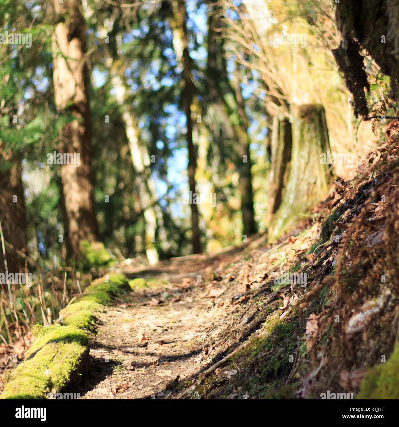 A rising forest path bathed in golden light the turns a corner up ahead ...