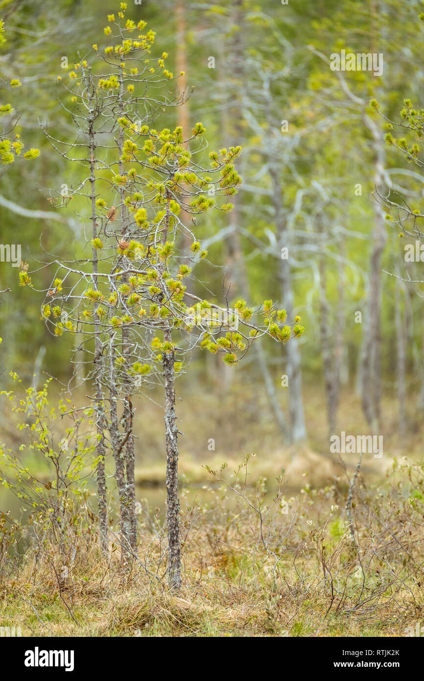 Spindly Scots Pine Sapling in Finnish Forset Stock Photo - Alamy