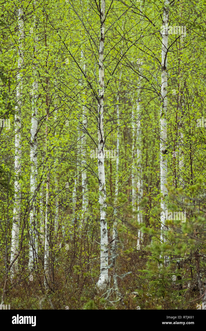 Silver birch forest hi-res stock photography and images - Alamy