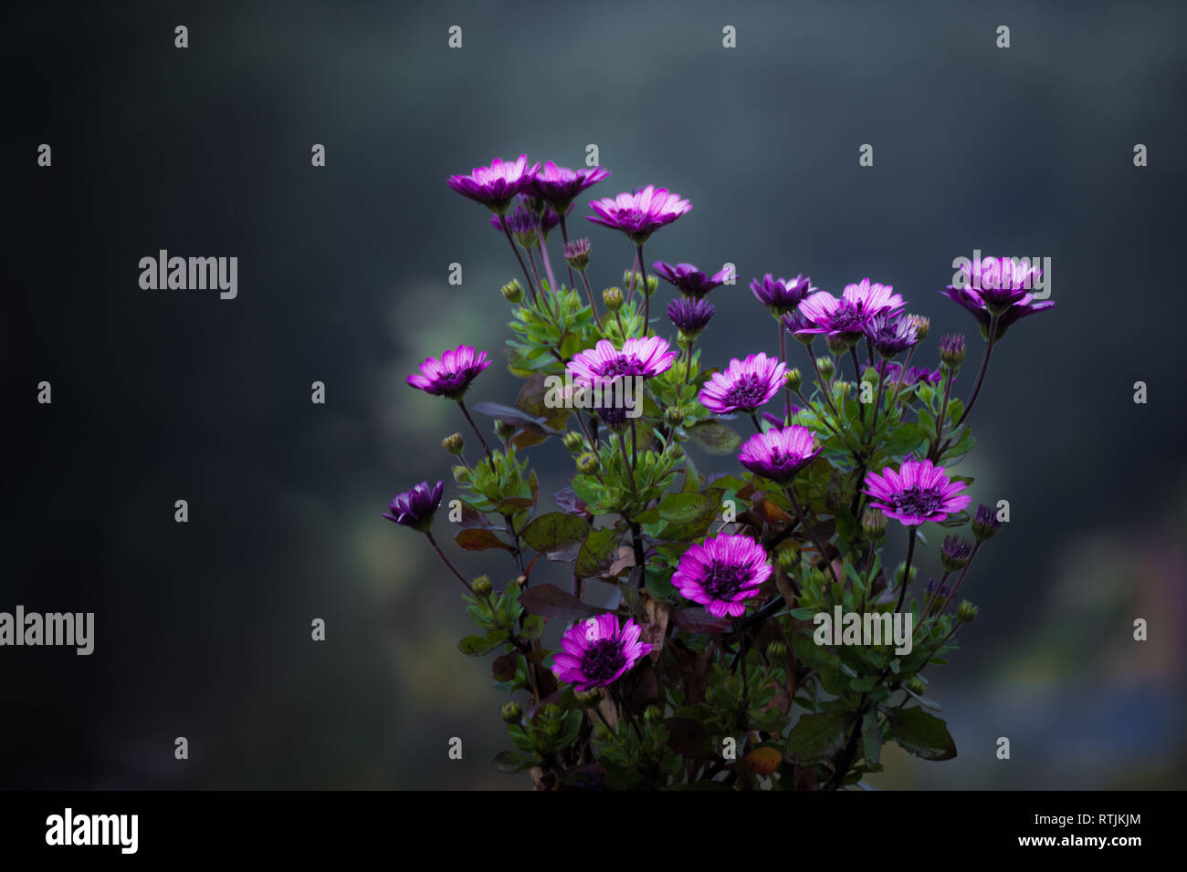 Purple flowers beautiful presentation of color and beauty Stock Photo ...