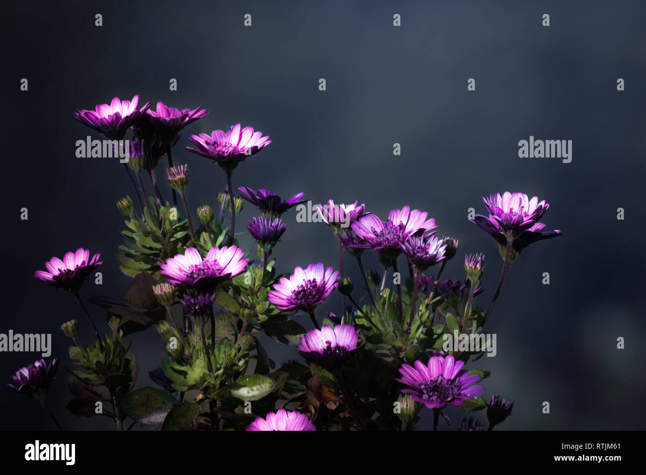 Purple flowers beautiful presentation of color and beauty Stock Photo ...