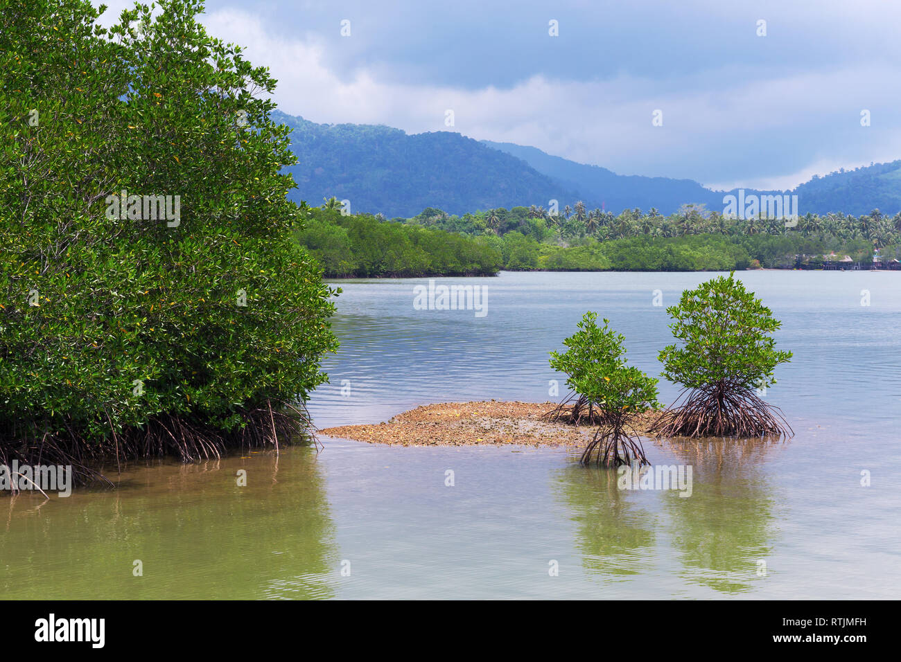 Mangrove trees on tropical island Stock Photo - Alamy