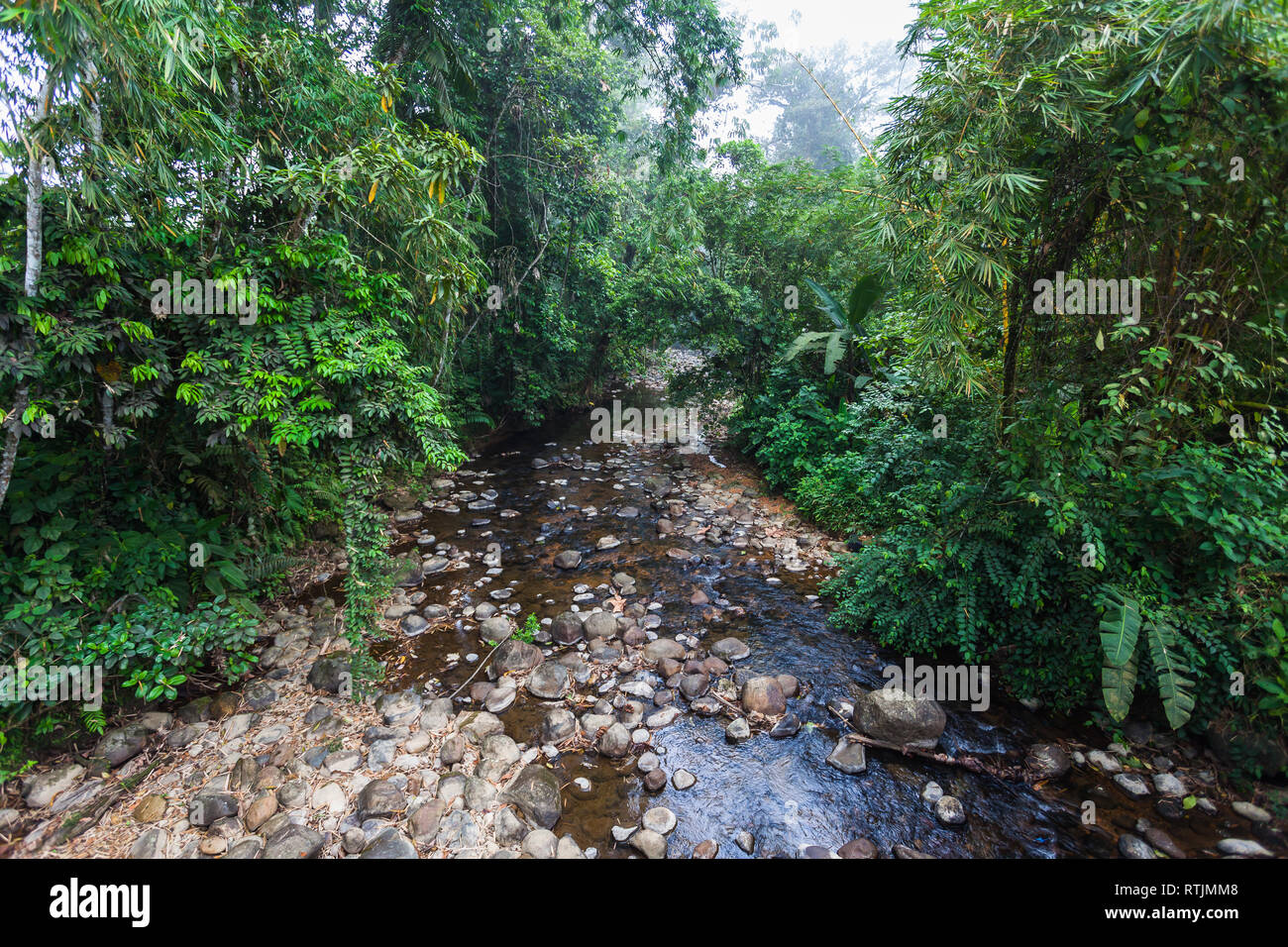 River with little water and many rocks surrounded by green jungle in ...