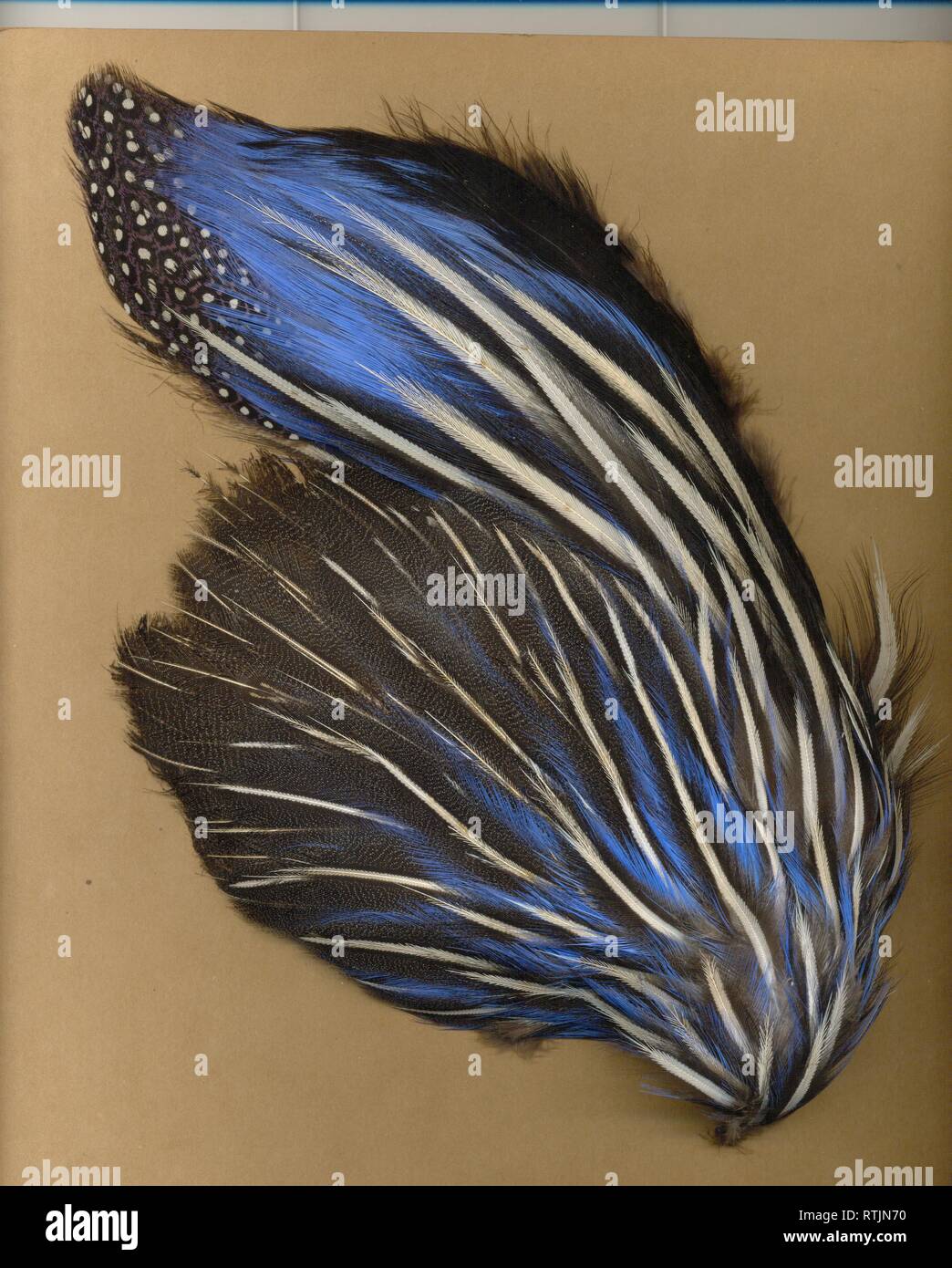 a complete feather hat decoration from Victorian milliner's stock circa ...