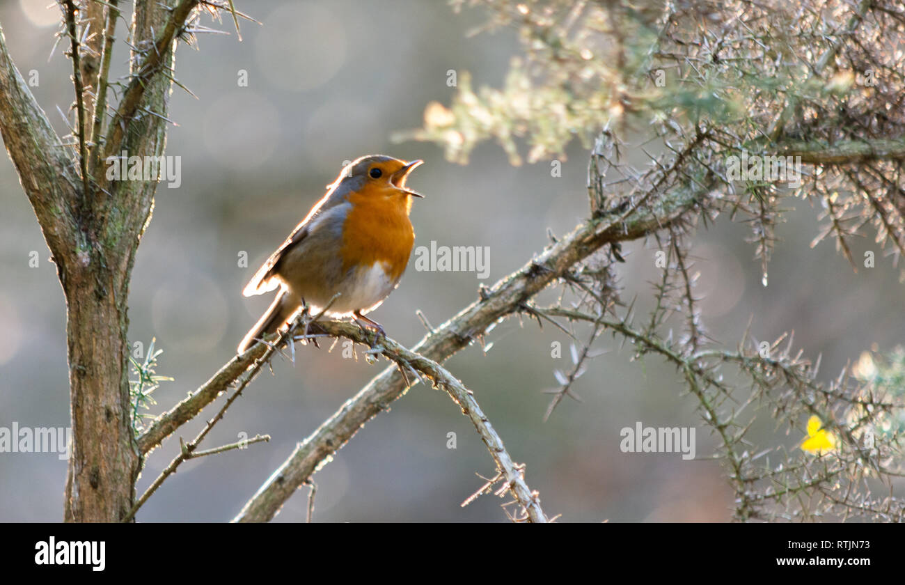 A robin sitting on a thorny tree with its beak open singing Stock Photo ...