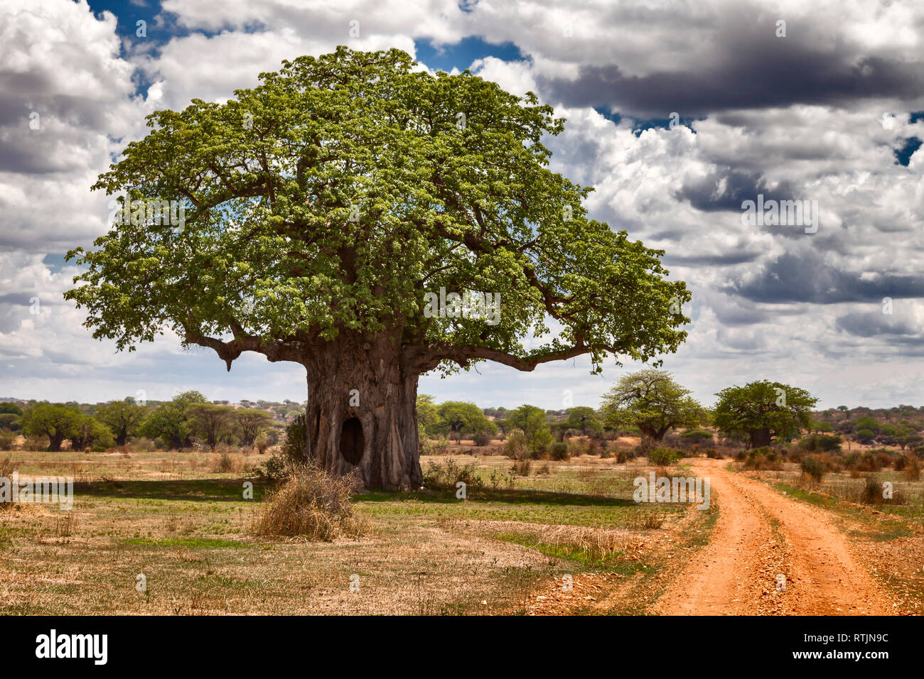 Baobab tree cloudy sky hi-res stock photography and images - Alamy
