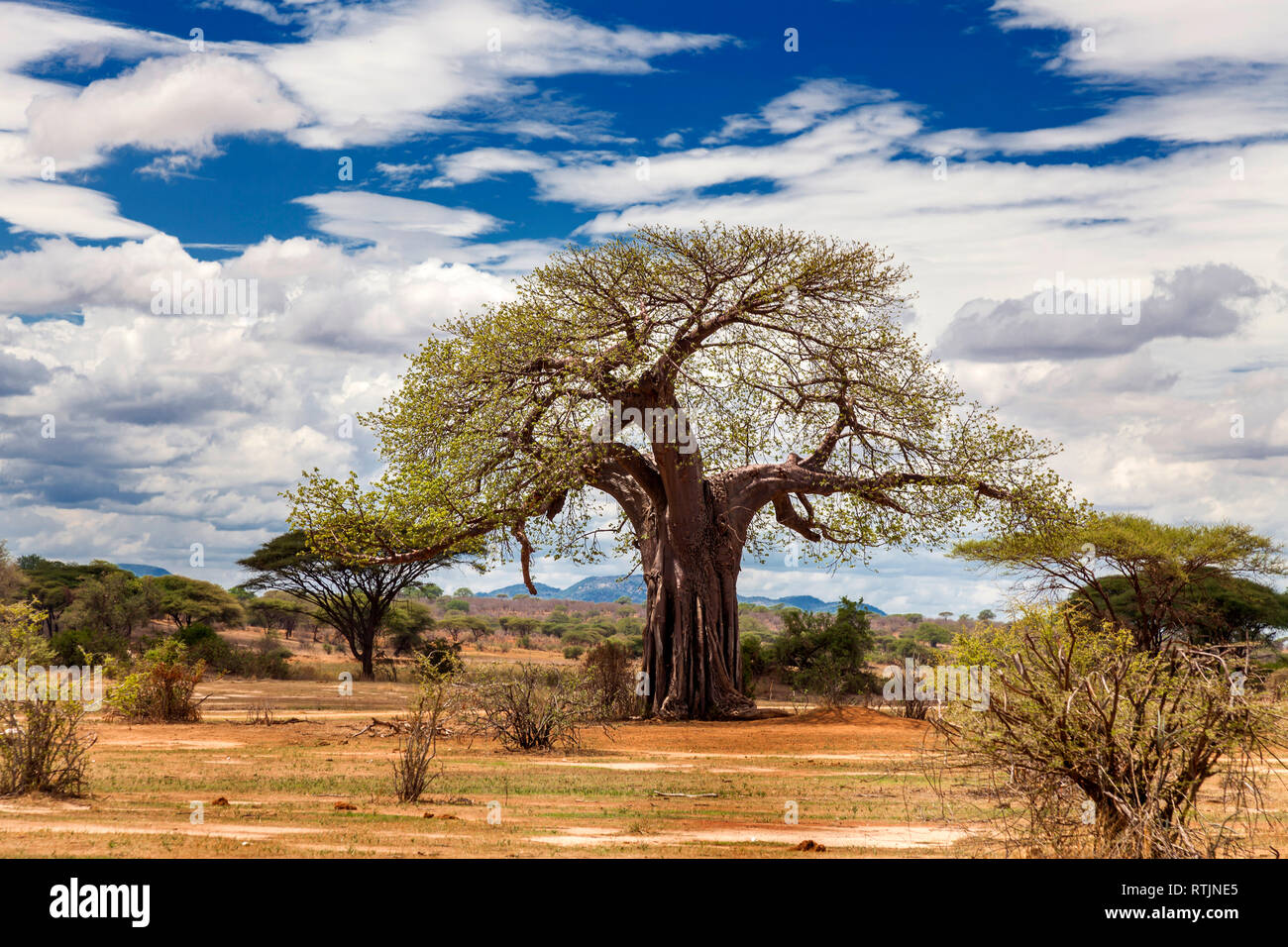 Lonely tree, Savanna landscape, Tanzania, East Africa Stock Photo - Alamy