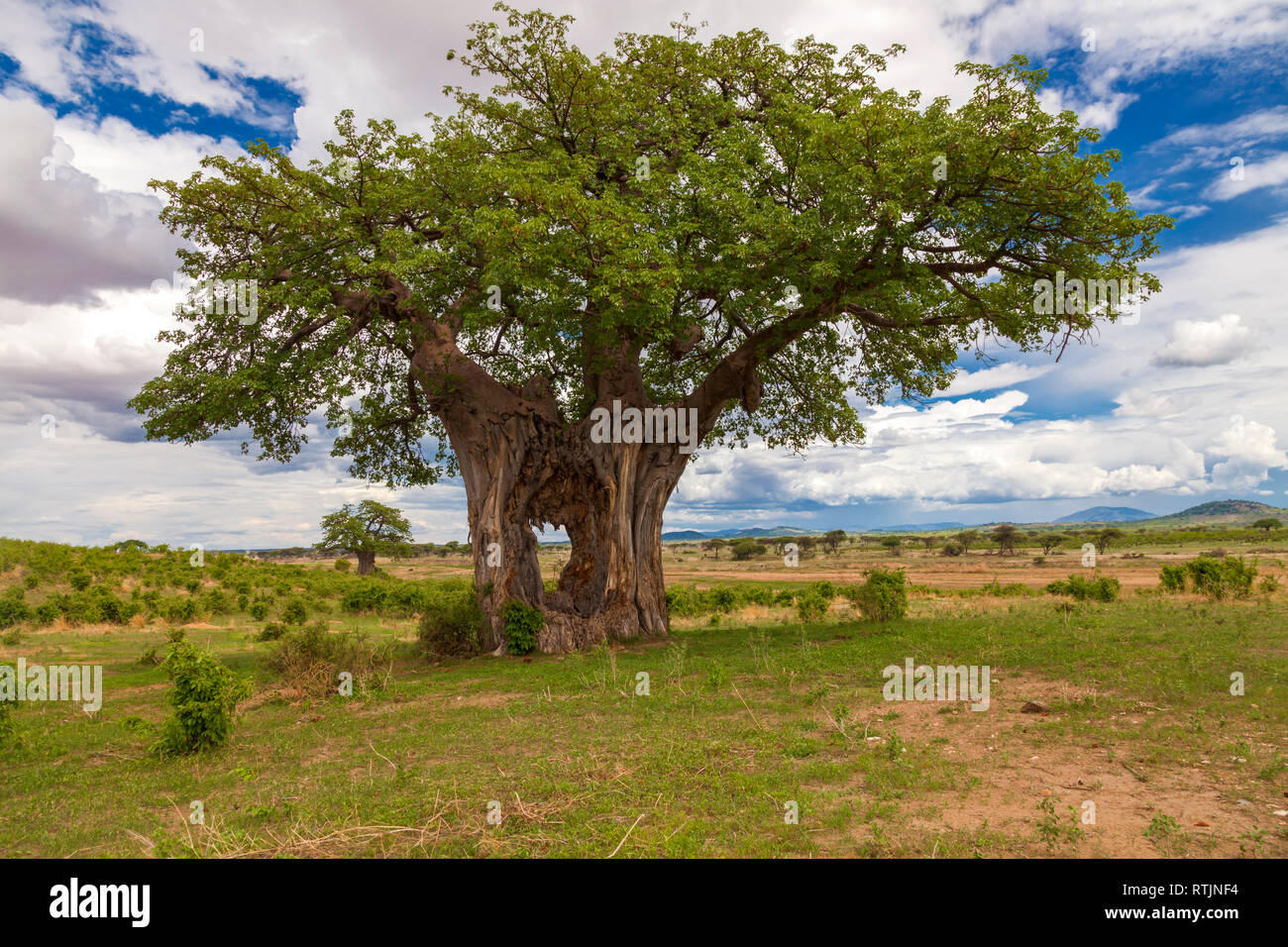 Lonely tree, Savanna landscape, Tanzania, East Africa Stock Photo - Alamy