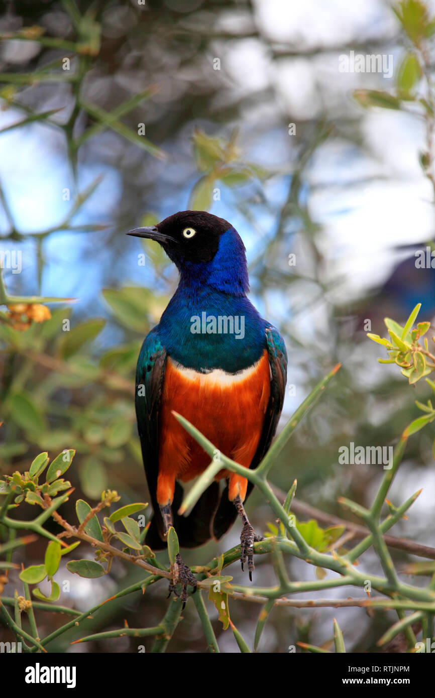 Kenyan starling hi-res stock photography and images - Alamy