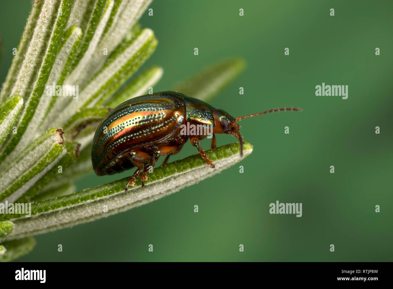 Rosemary Beetle (Chrysolina americana) on rosemary plant Stock Photo ...