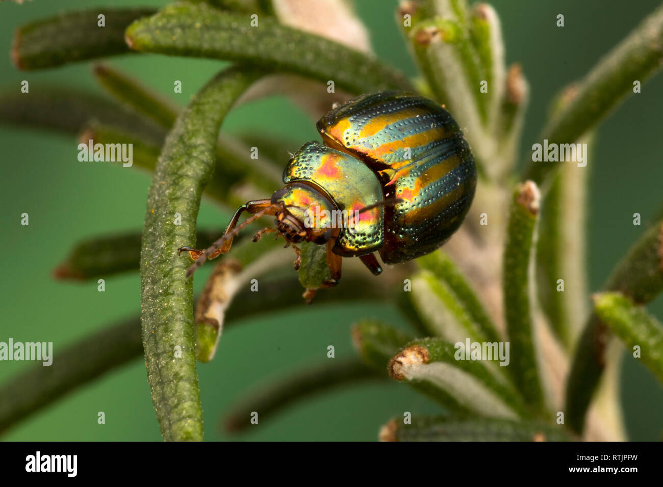 Rosemary Beetle (Chrysolina americana) on rosemary plant Stock Photo ...