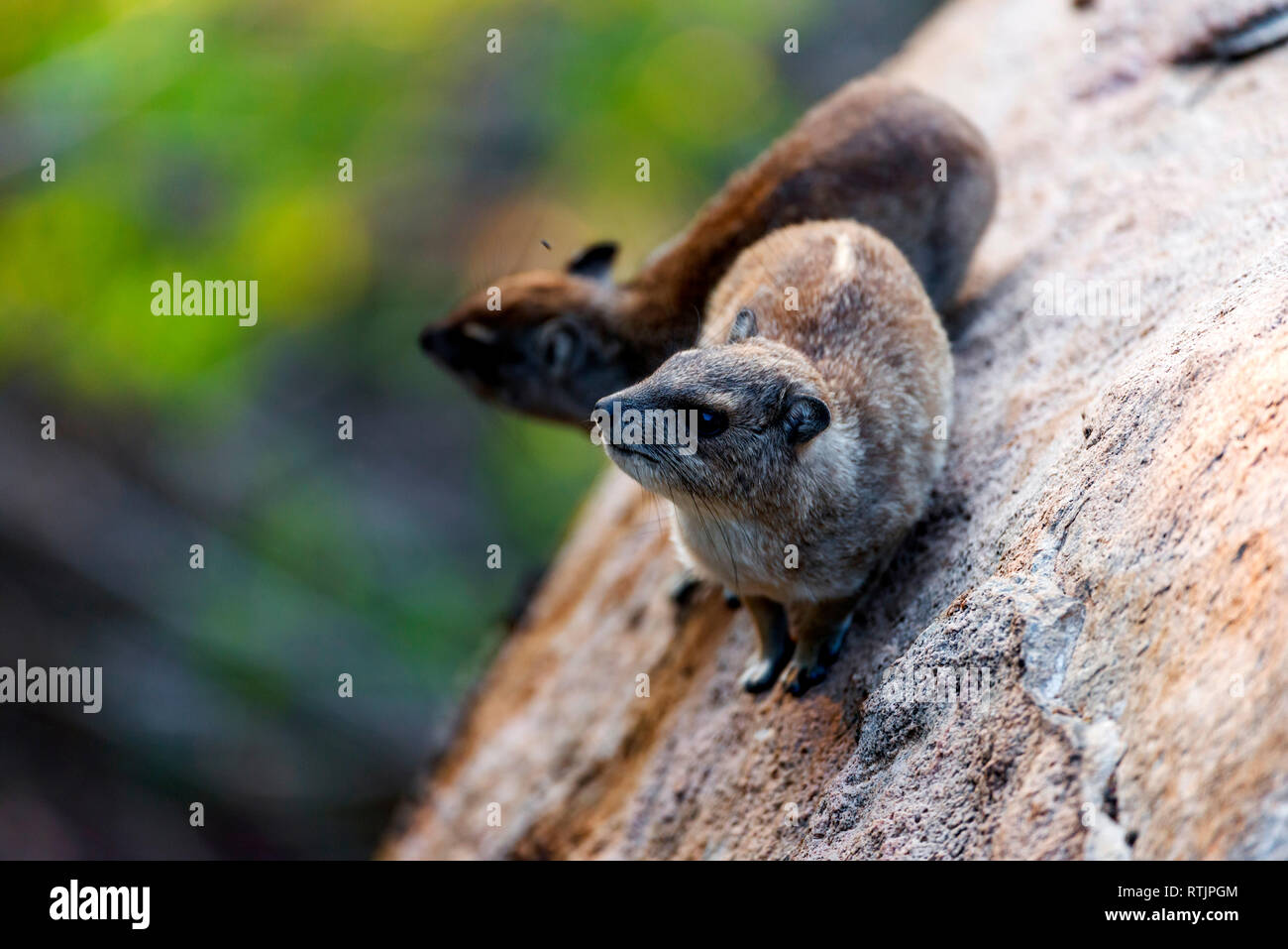 Rock Hyrax (Procavia capensis), Tanzania, East Africa Stock Photo - Alamy