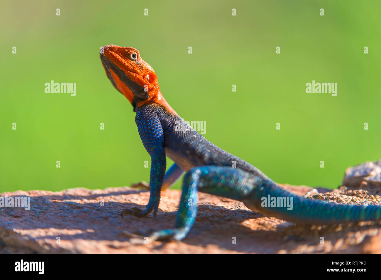 Kenyan rock agama (Agama lionotus), Tanzania, East Africa Stock Photo ...