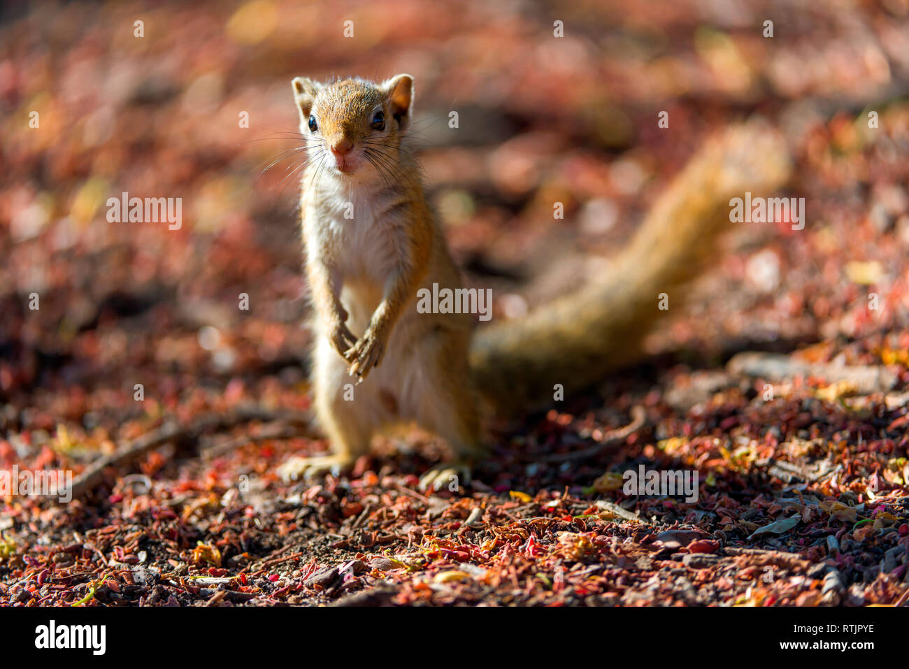 Tree Squirrel, Smith's bush squirrel, yellow-footed squirrel, Paraxerus ...