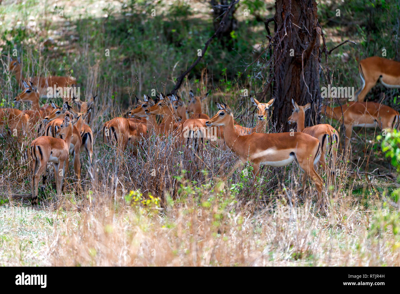 Impala, Aepyceros melampus, Tanzania, East Africa Stock Photo - Alamy