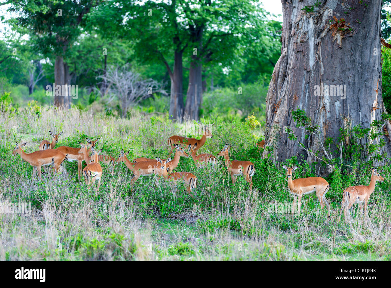 Impala, Aepyceros melampus, Tanzania, East Africa Stock Photo - Alamy