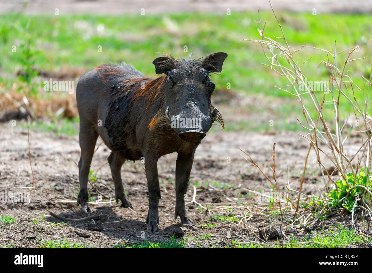 Common Warthog (Phacochoerus africanus), Tanzania, East Africa Stock ...