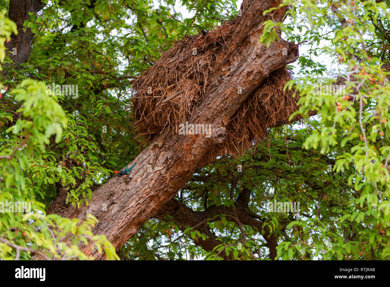 Kenyan rock agama (Agama lionotus), Tanzania, East Africa Stock Photo ...
