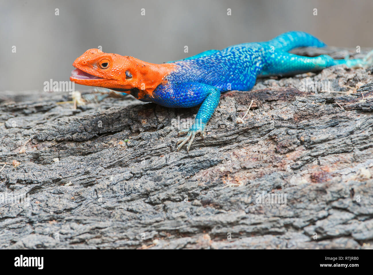 Kenyan rock agama (Agama lionotus), Tanzania, East Africa Stock Photo ...
