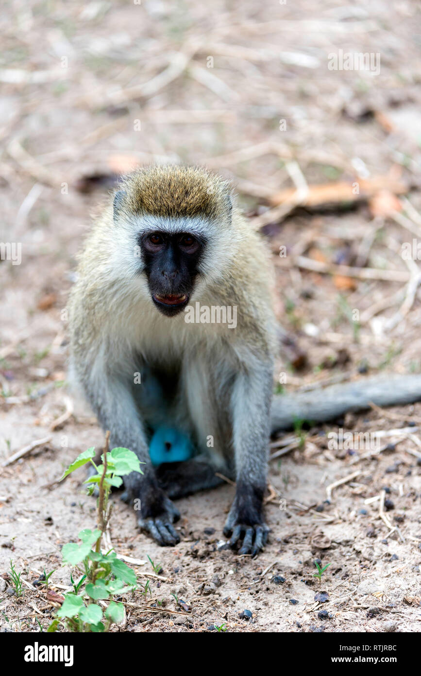Vervet monkey (Chlorocebus pygerythrus), , Tanzania, East Africa Stock ...