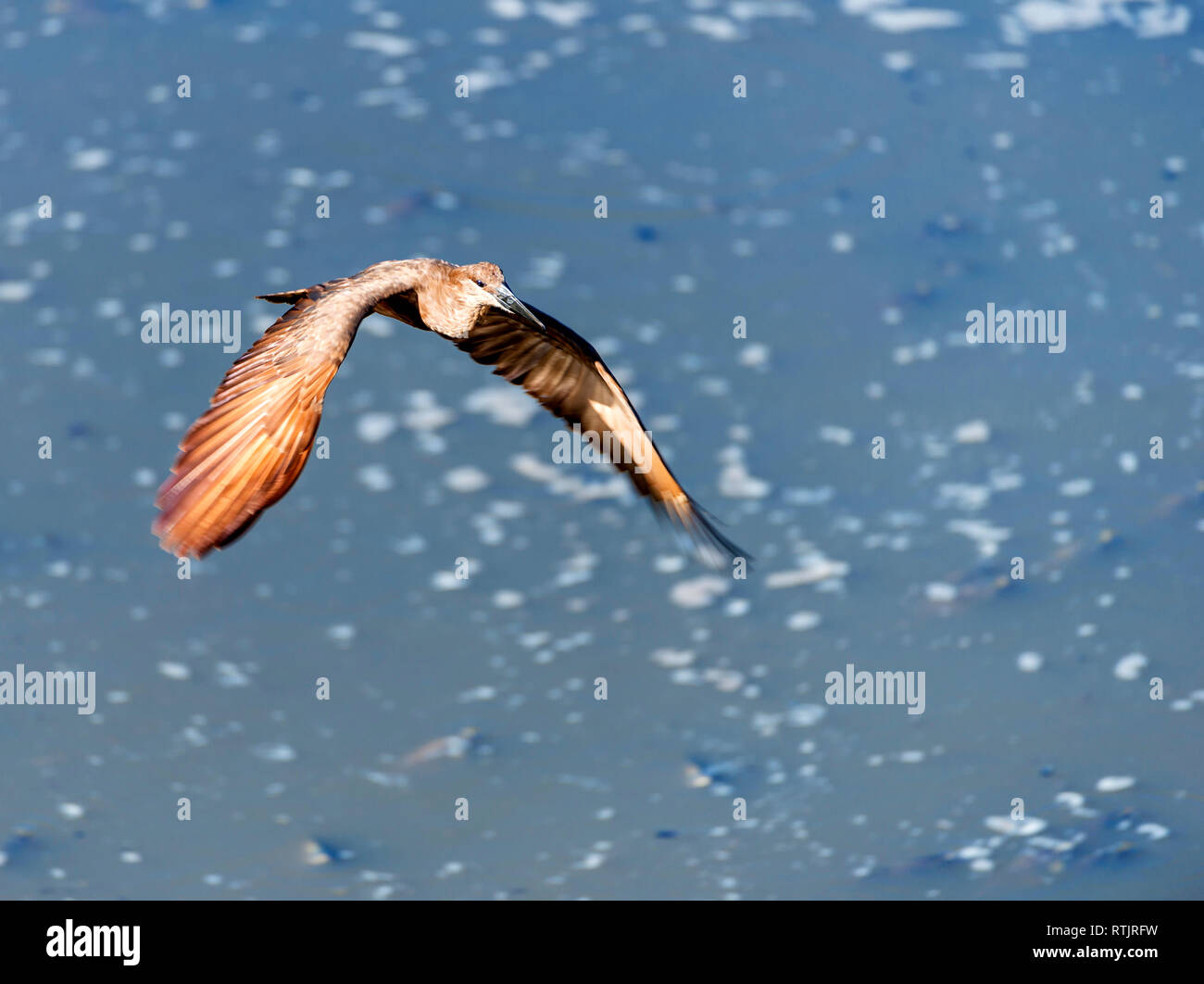 Bird in flight, Tanzania, East Africa Stock Photo - Alamy