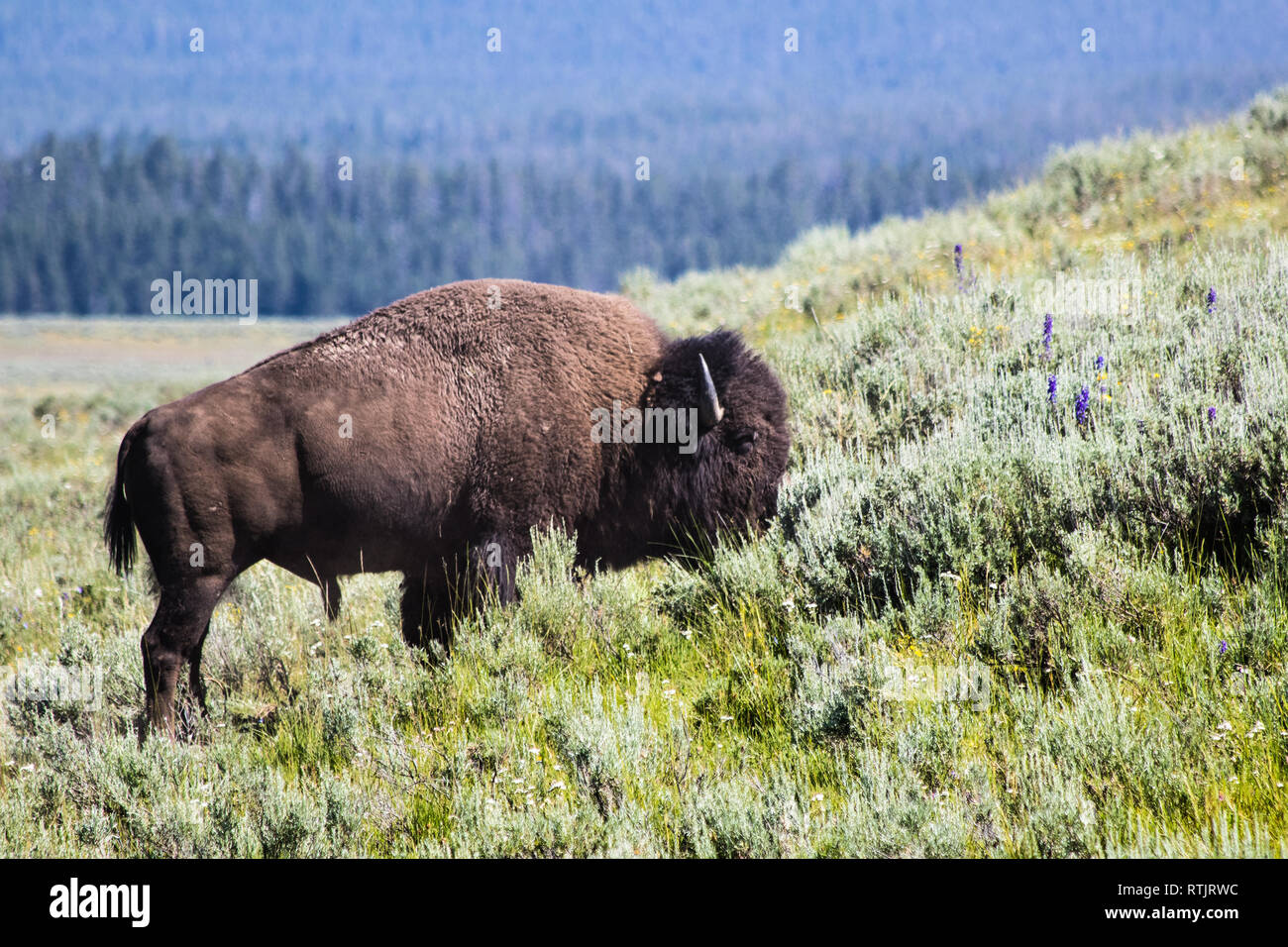 Buffalo in yellowstone hi-res stock photography and images - Alamy