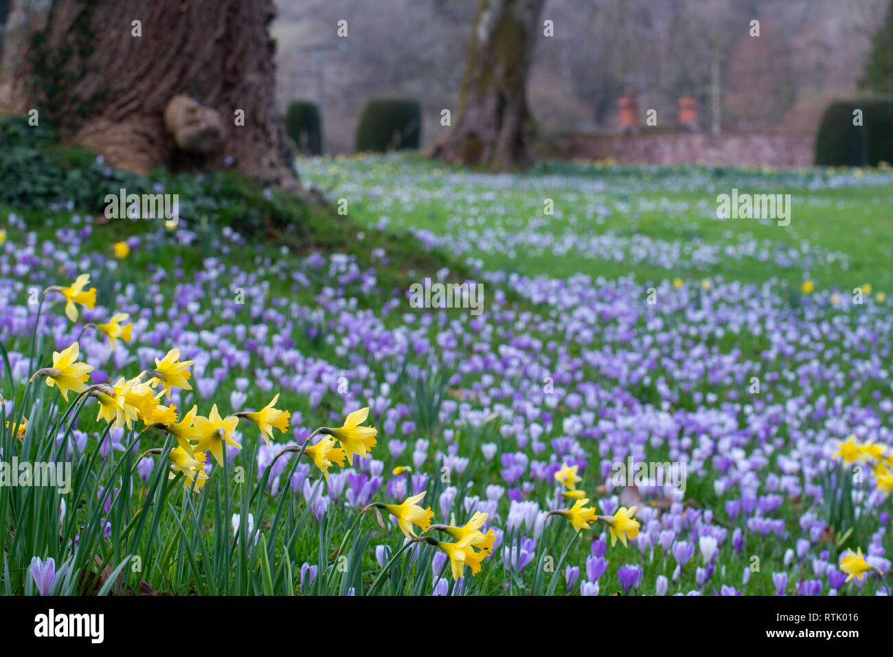 Chard, Somerset, UK. 1st March 2019. UK Weather: A bright display of ...
